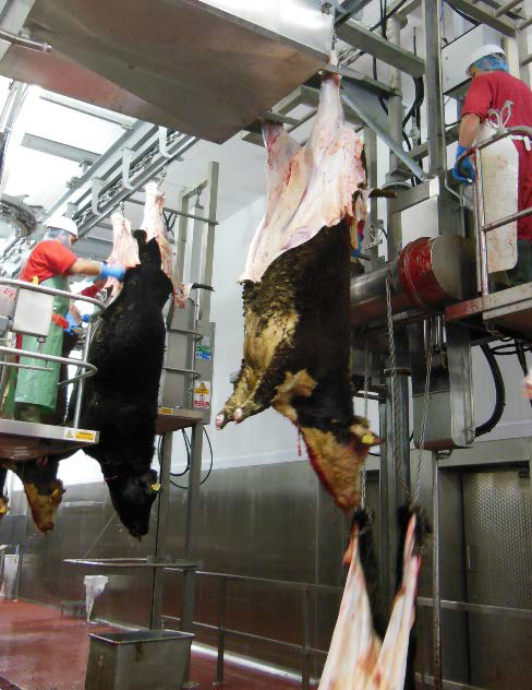 Abattoir Design and Build - Lee Booth Partners | Consultants to the ...