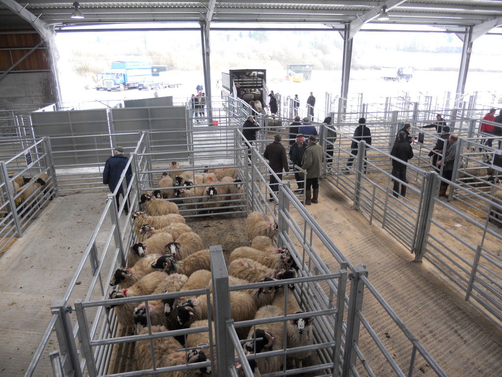 Livestock Handling Services at William Woodard blog